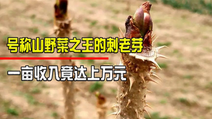 一亩收入可达上万元,号称山野菜之王的“刺老芽”,究竟有何价值