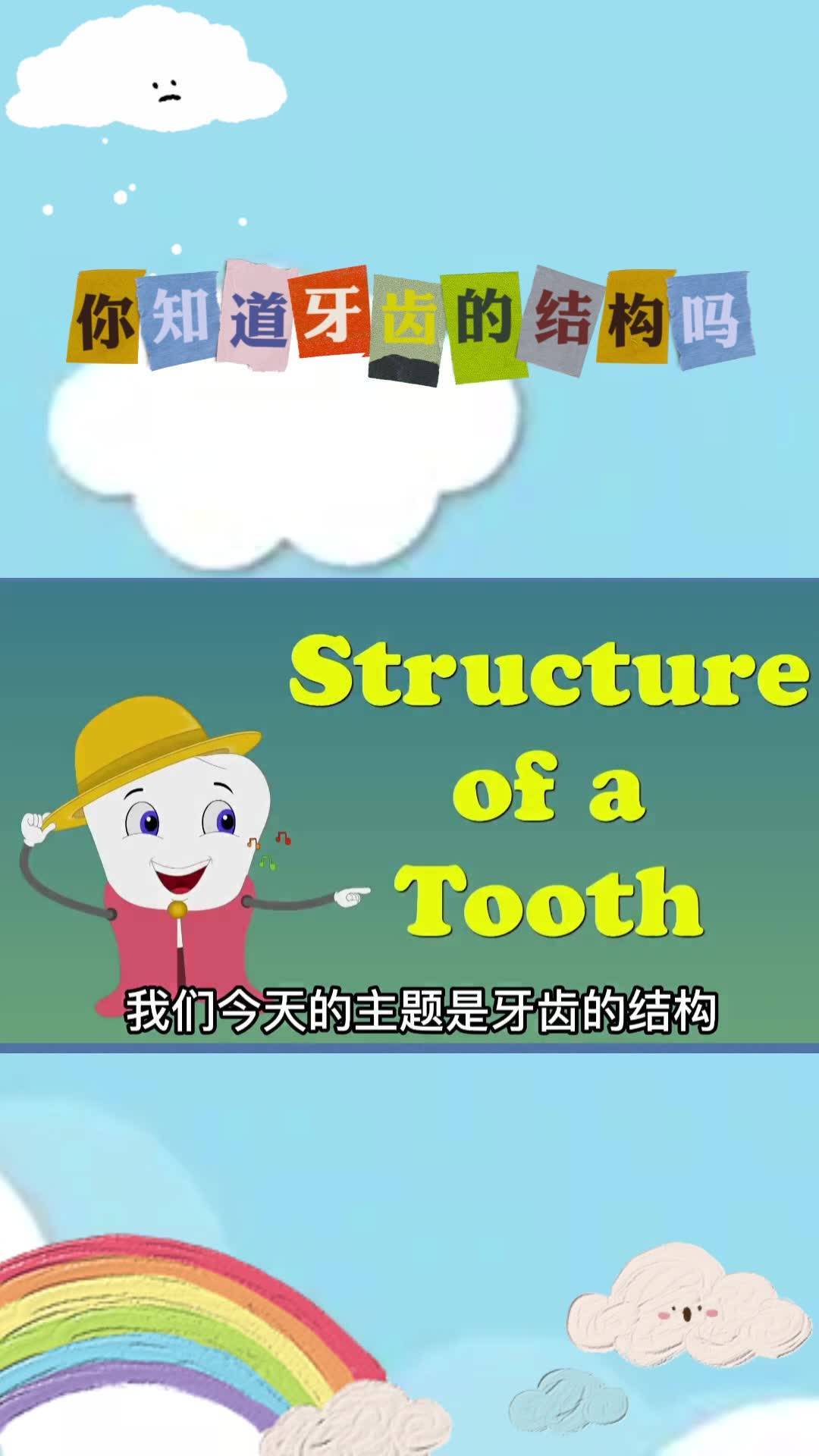 科普小课堂:你知道牙齿的结构吗