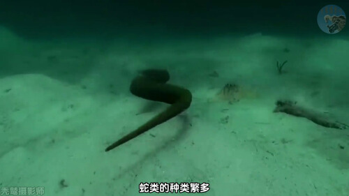 世界上最毒的蛇有哪些,本期视频盘点一下世界上最毒的蛇前十名