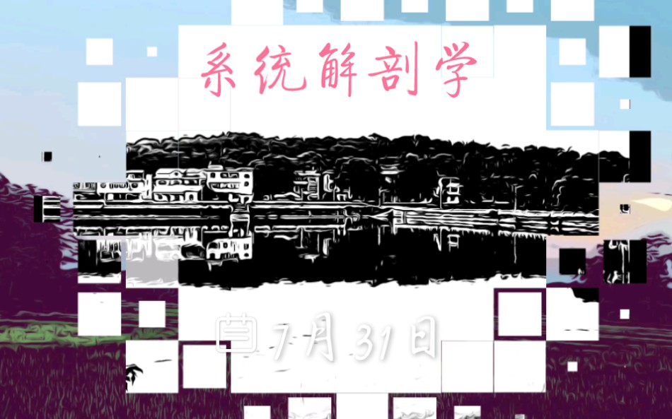 系统解剖学 第九章 女性生殖系统(思维导图)