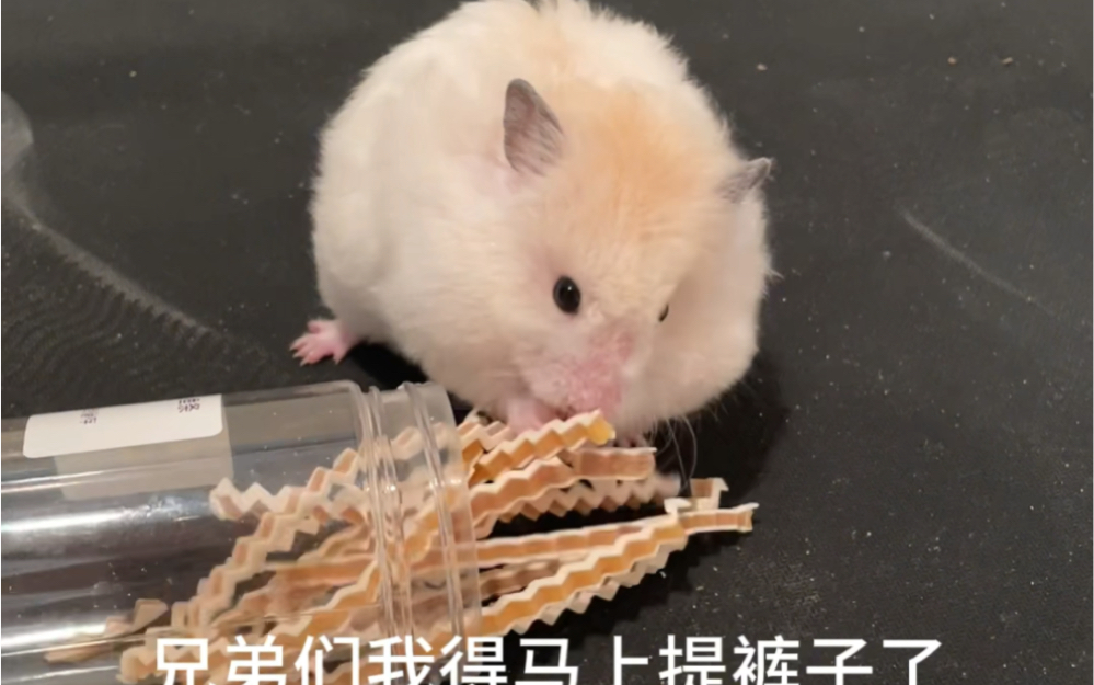 让仓鼠陪我上厕所是怎样的体验