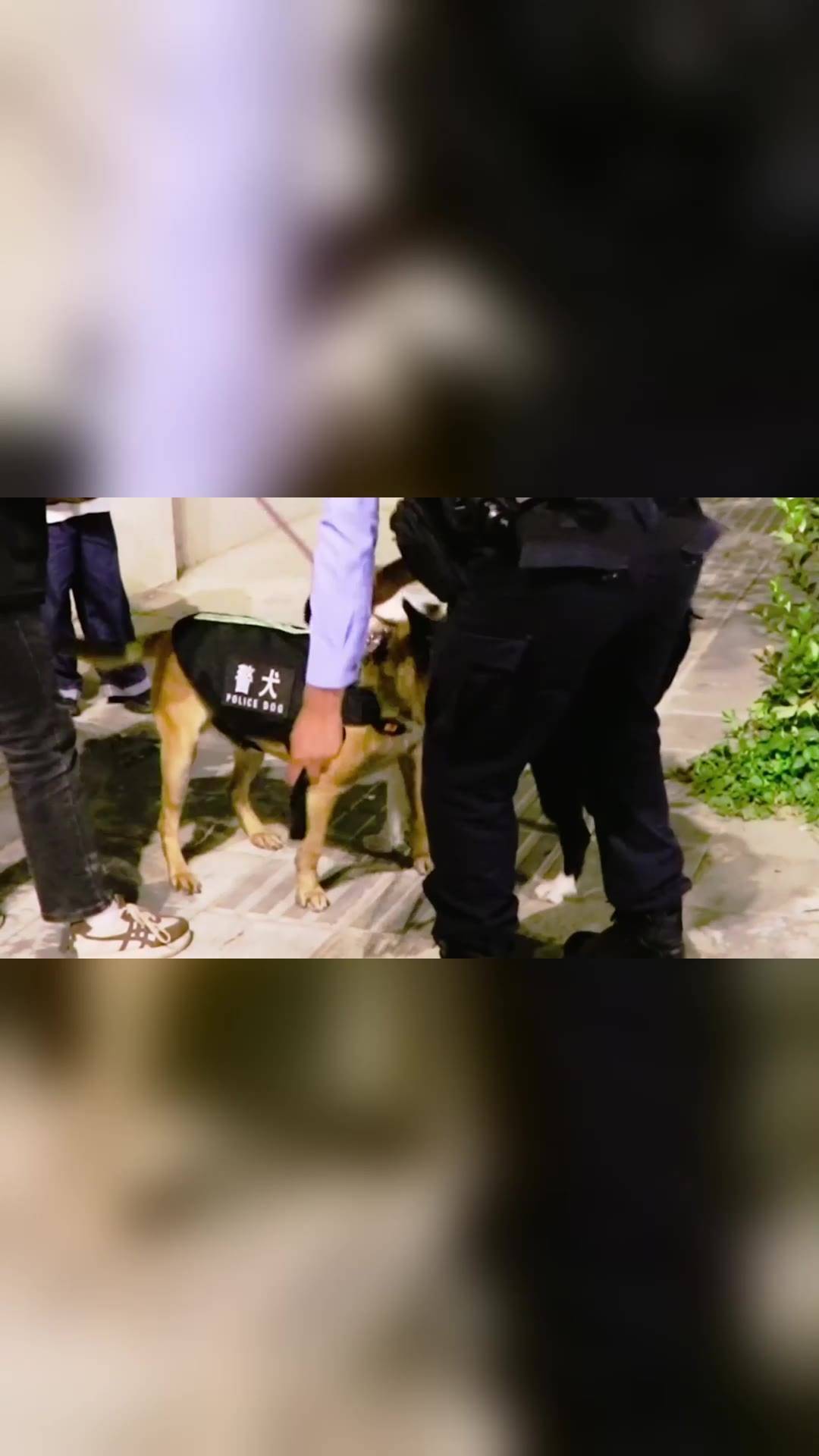 撒波狗粮,当执勤警犬遇到漂亮边牧,拉都拉不动