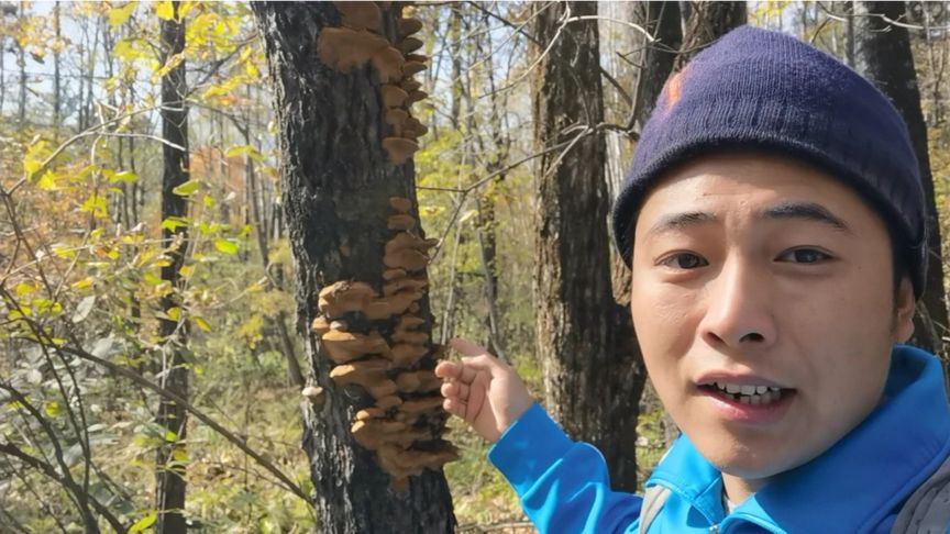 一片的杨树和白桦树,采摘杨树桑黄实在是太过瘾了。