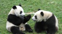 长见识了! 可爱憨厚的大熊猫, 刚出生的时候会是什么样子呢