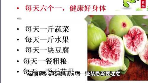 无花果种植的禁忌
