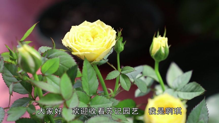 月季生长花期都离不开“氮磷钾”三种肥料,注意事项分享大家
