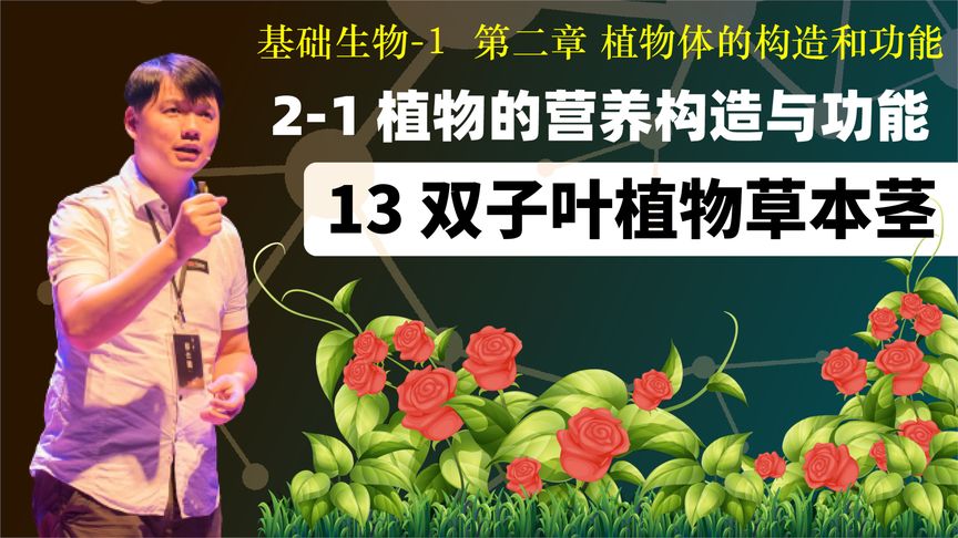 基础生物学 2-1.13 双子叶植物草本茎