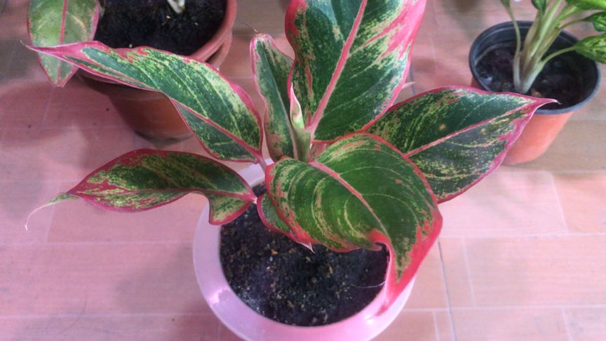 免浇水无土栽培花卉单株万年红 28元/盆