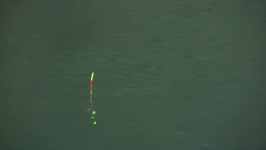 浮漂加上荧光棒怎么调钓,老司机实操演示,鱼的吃口还是很夸张哦