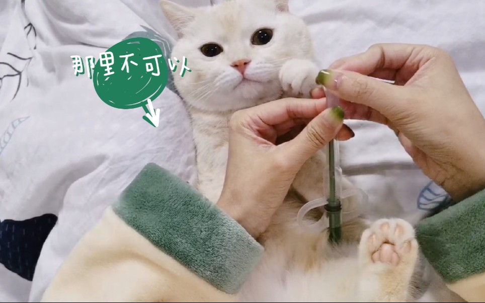 猫 咪 喂 药 教 学