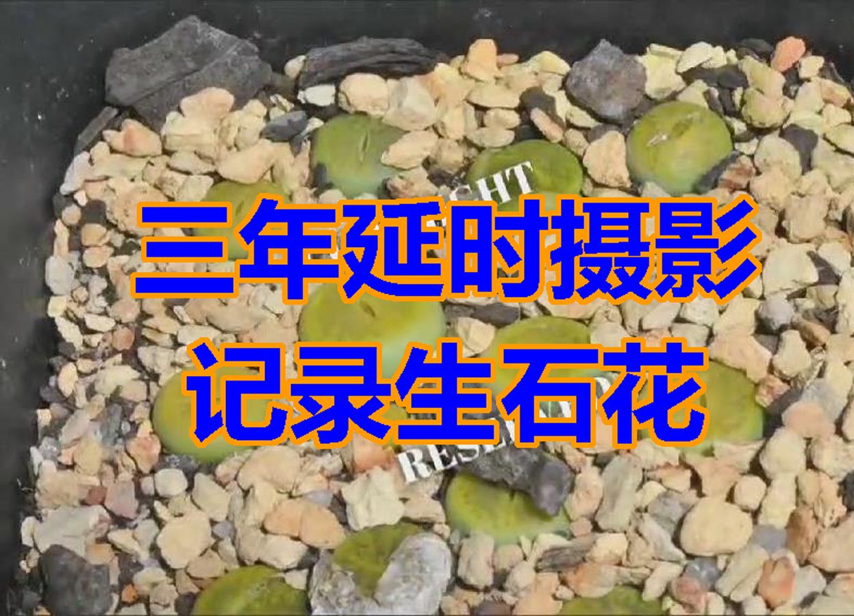 用三年时间延时摄影记录生石花生长