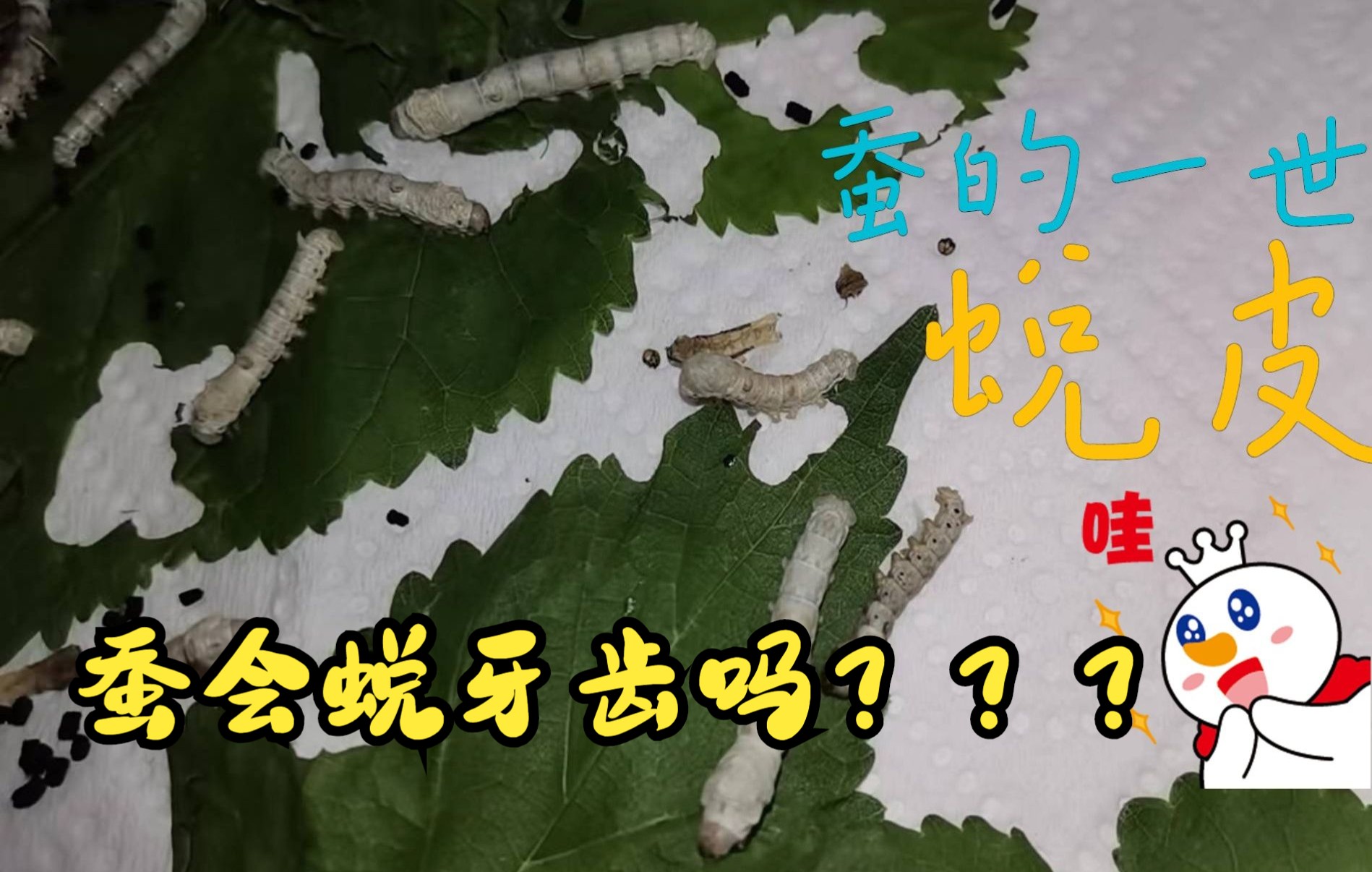 D15-抓到一只正在蜕皮的蚕宝宝