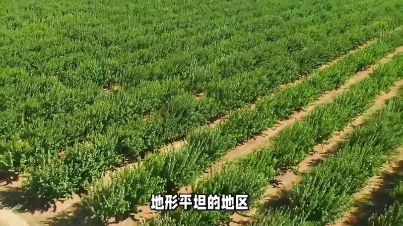 杨梅种子怎么种植才好杨梅种植要点
