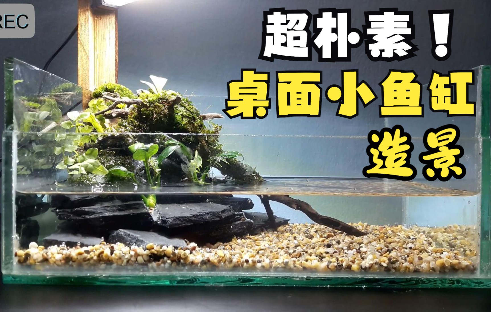 朴素的桌面小鱼缸造景,养点小型冷水鱼或者小乌龟,给桌面一点生机