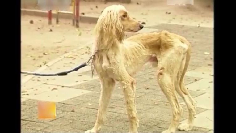 养殖科技287:宠物狗常见疾病,犬细小病毒病,传播途径