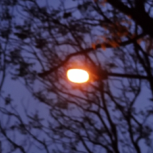 精卫就填海 