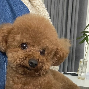歪歪唧唧咕咕 