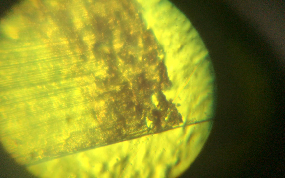 用显微镜观察植物标本