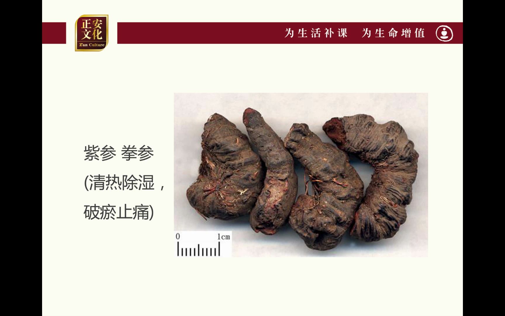 倪海厦老师弟子施合一经方药证学 第十二章 活血化瘀药 11 紫参