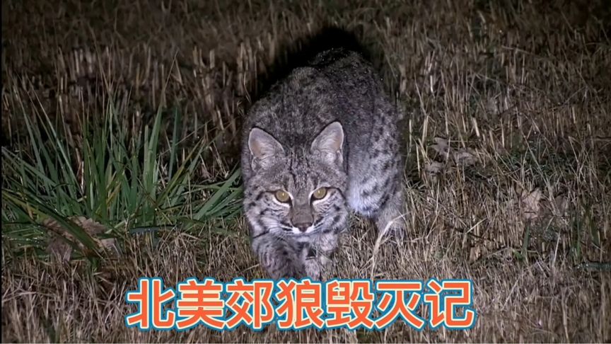 北美农场主合力猎杀郊狼合集,视频超级解压。强迫症患者慎入观看