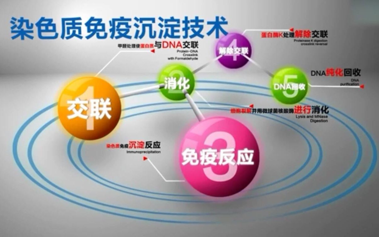 【生物科研视频教程】 染色质免疫沉淀技术(ChIP)