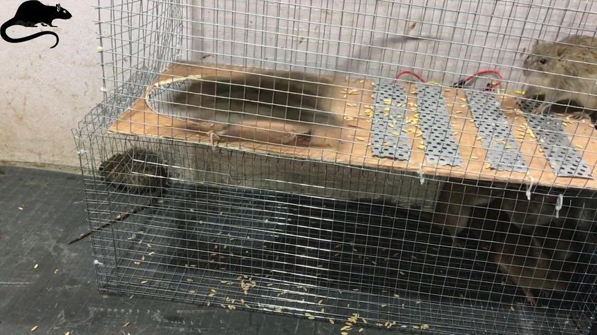 很棒的一款捕鼠神器,电得老鼠飞起!