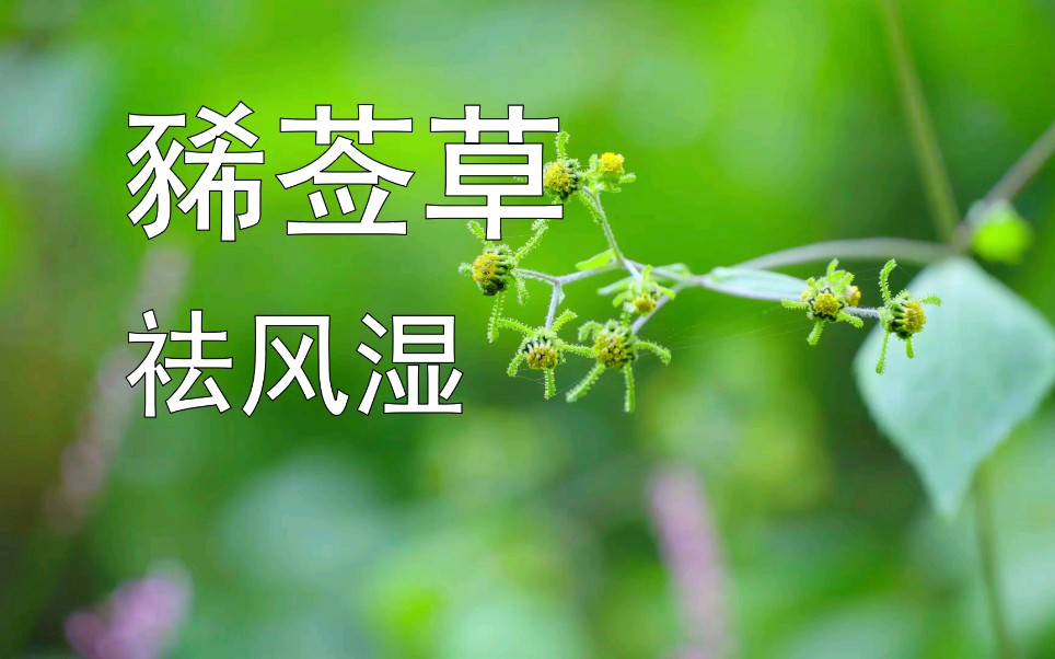 【豨莶草】祛风湿！中医必学的药材！