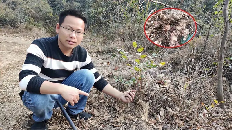 山上发现一颗罕见的金刚藤,可谓浑身上下都是宝,你若遇见请好好