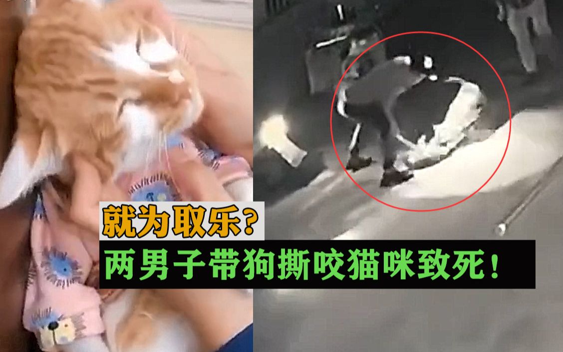 两男子疑为取乐带狗撕咬猫咪致死 猫主人:他们还在笑,一定是故意的