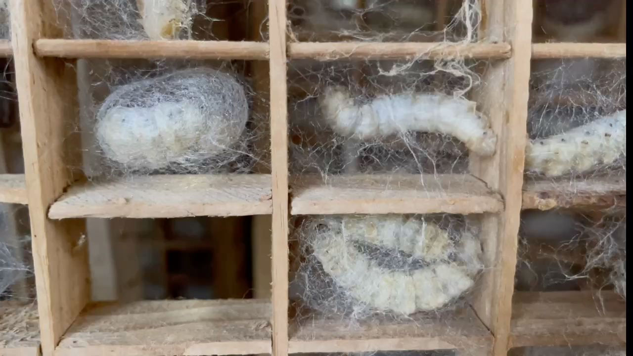 努力吐丝的蚕宝宝哟～