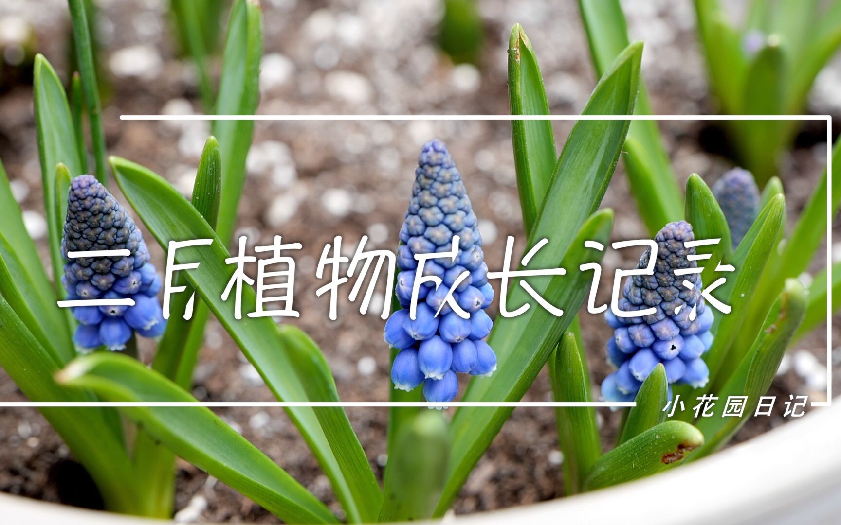 小花园日记,记录2月植物们的生长情况~