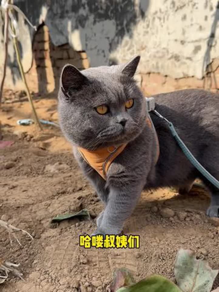 ...姥爷让我回家看孩子去 #农村猫猫的快乐生活 #小猫治愈世界 #宅家...