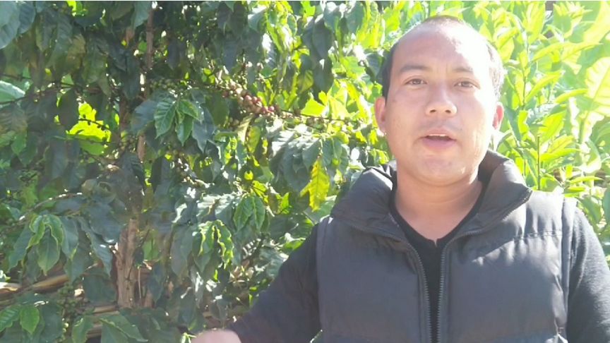 云南小粒咖啡豆国产普洱阿拉比卡咖啡豆可现磨纯黑咖啡粉