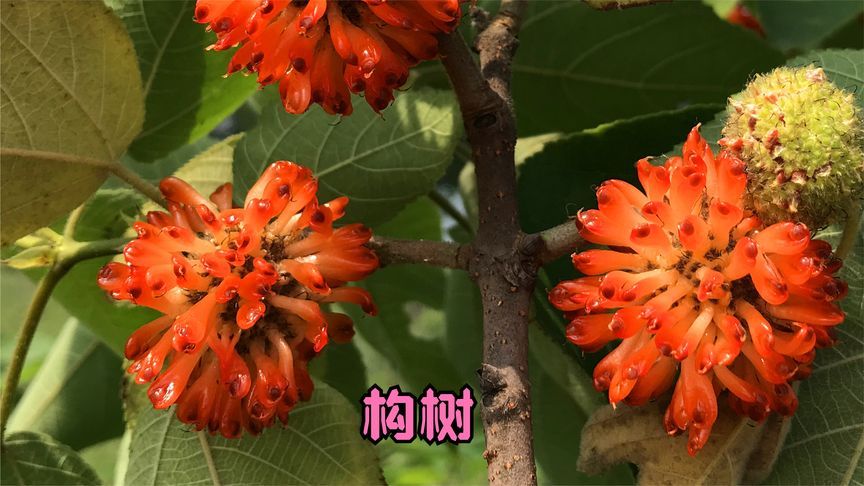 构树浑身都是宝,有6个厉害用途,很多人还不知道