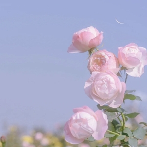 栯柠朵朵 