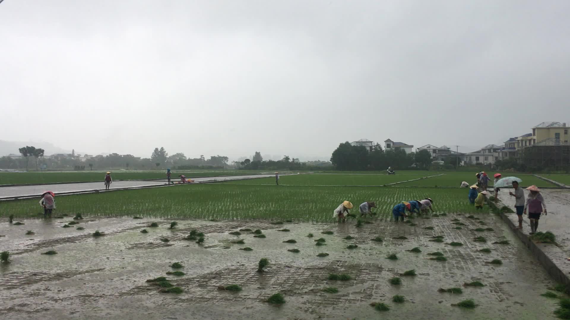 这样大规模的水稻插秧,见过吗?