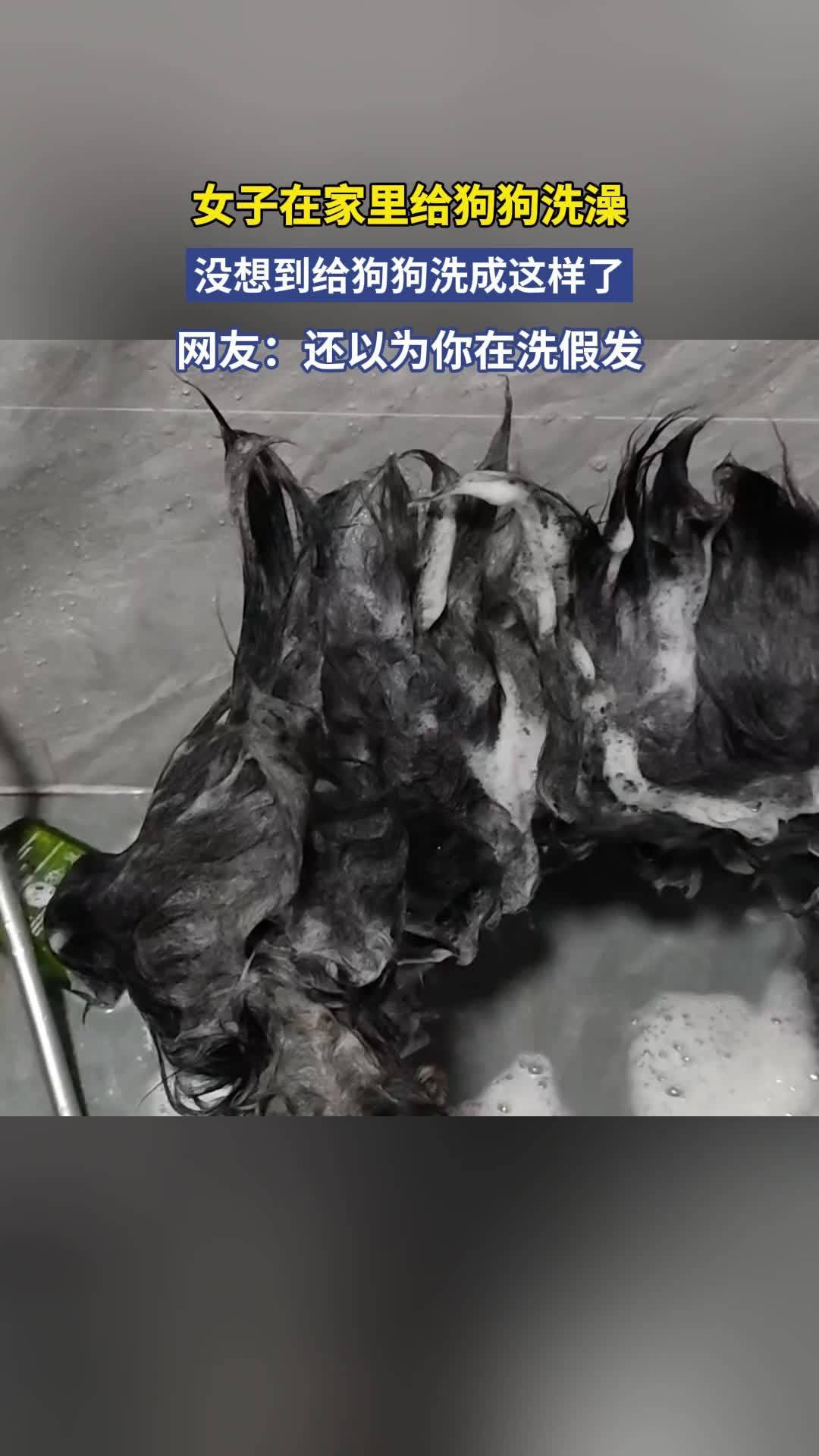 女子在家里给狗狗洗澡,没想到给狗狗洗成这样了