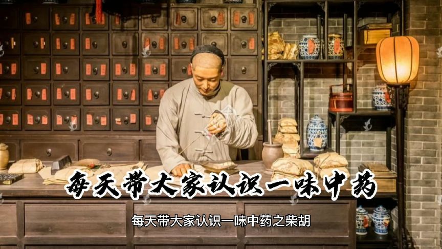 每天带大家认识一味中药之柴胡