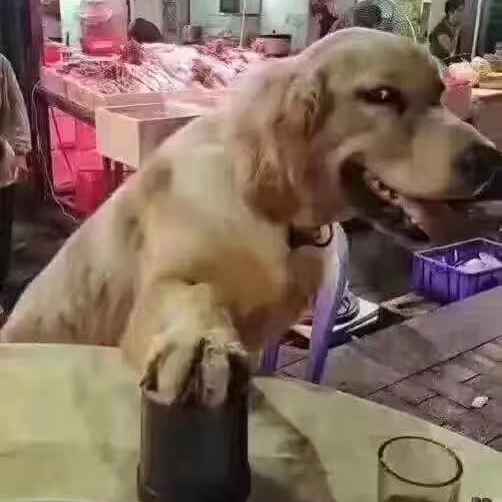 油嘴滑舌的狗子 