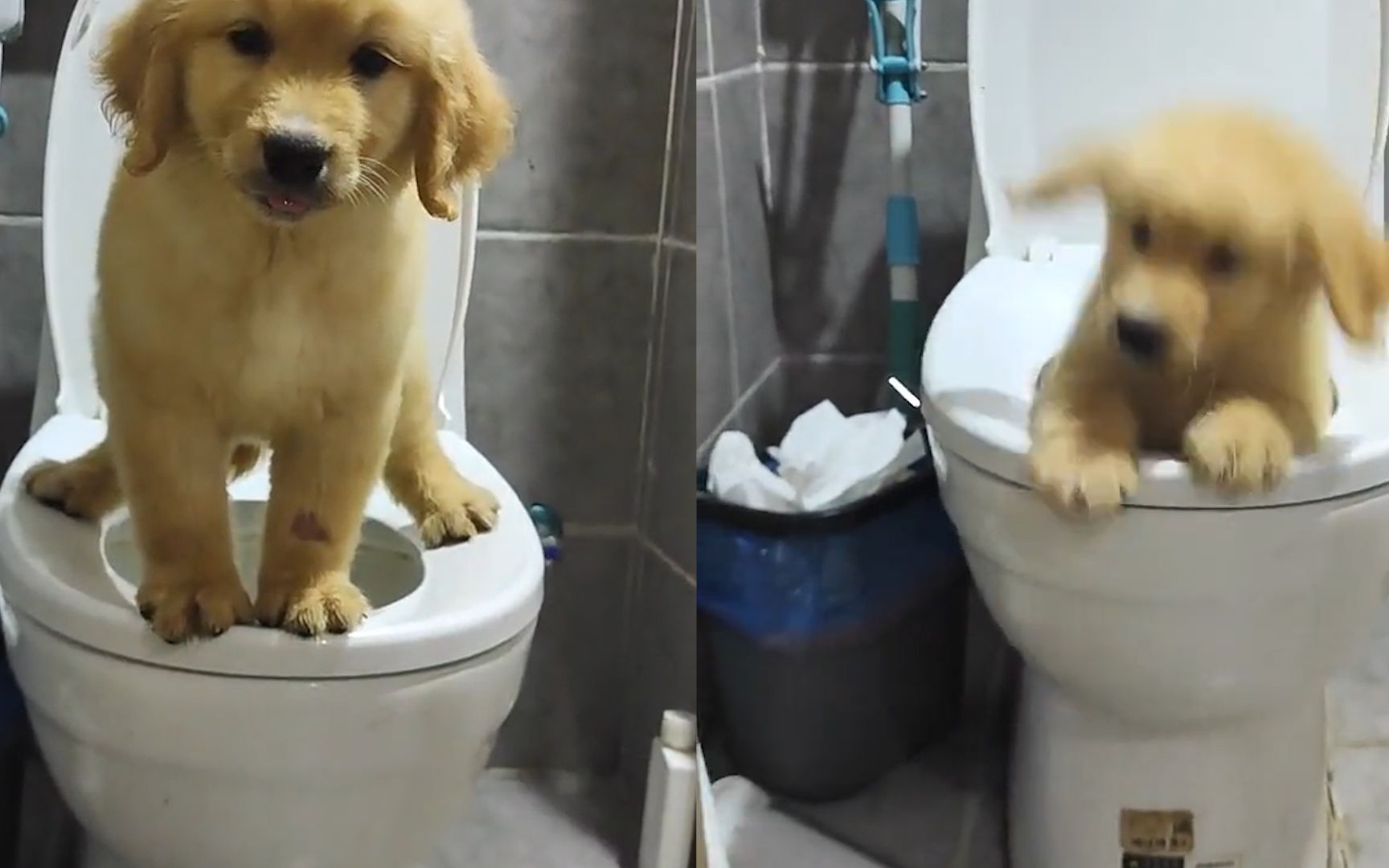 主人训练狗狗马桶上厕所,一不留神掉了进去,网友:先洗了个澡