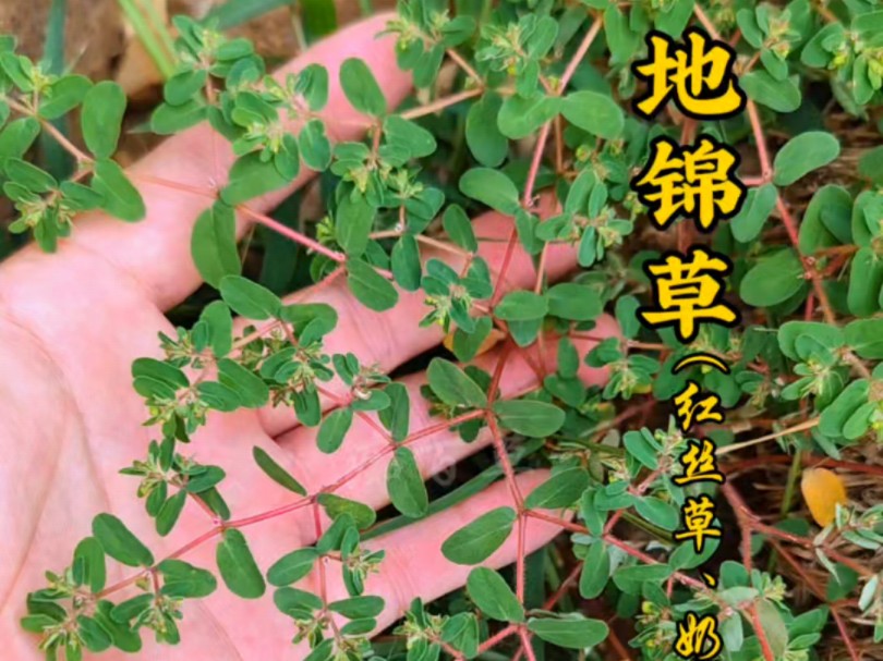 地锦草别名奶浆草、红丝草等,是大戟科一年生草本植物,它像是铺在...