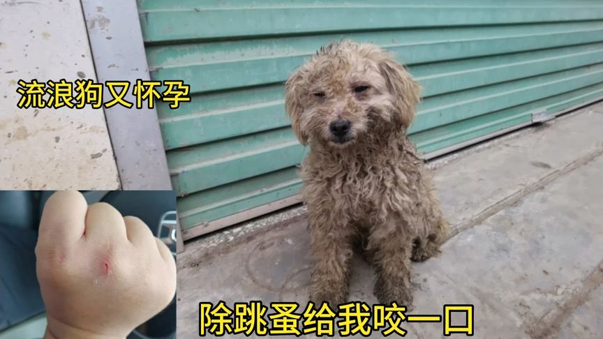 小源救治流浪狗,看到一直挠身上有跳蚤,给上药被咬一口还救治吗