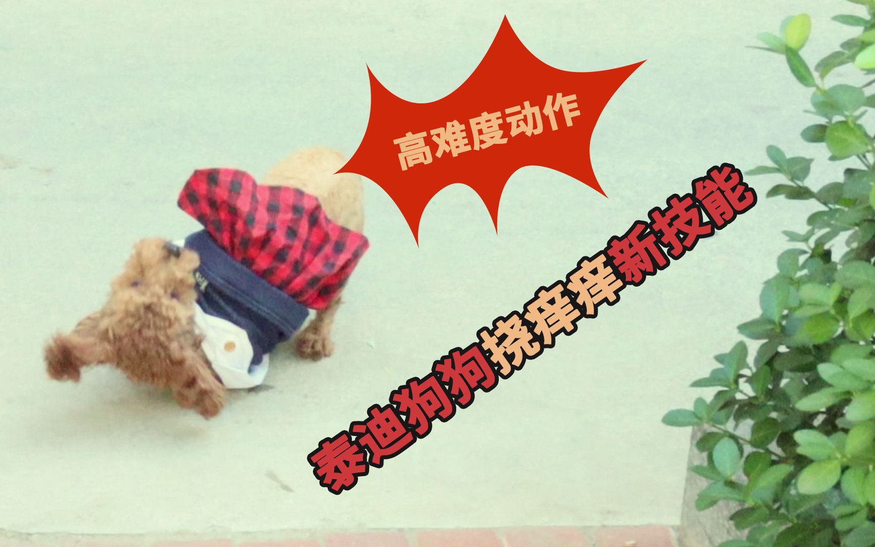 高难度动作:泰迪狗狗挠痒痒新技能