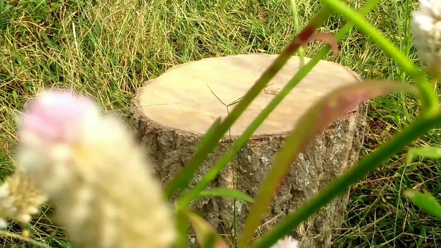 《守株待兔》寓言故事真实版