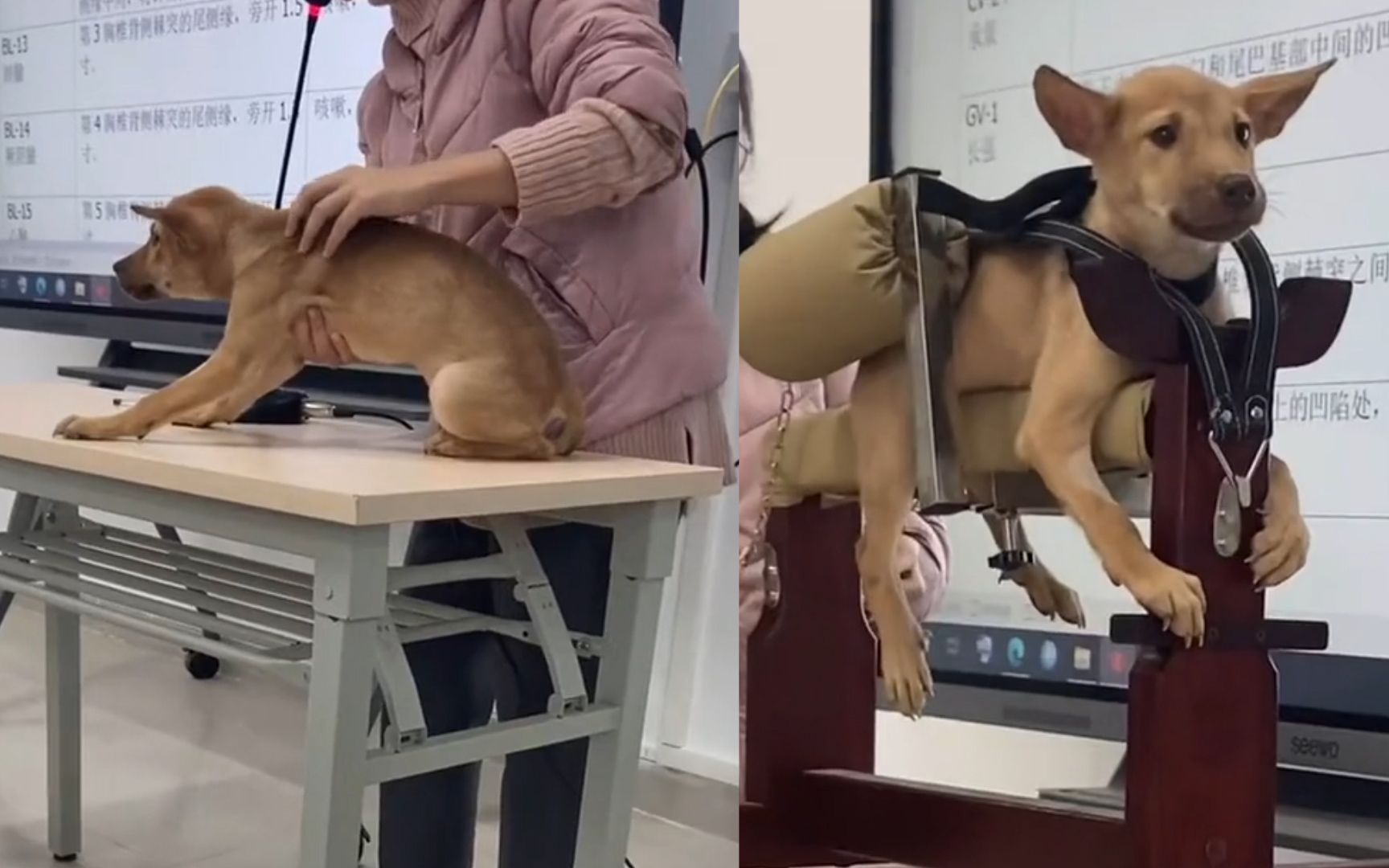 中兽医课上穴位讲解,狗子台上瑟瑟发抖配合:解剖课前能回家吗?