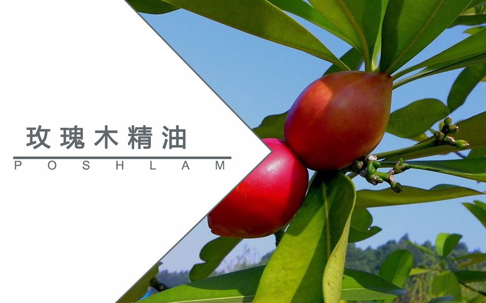 玫瑰木精油:花的性感&树的强劲,平衡阴阳 | 宝琪兰 | 精油 | 芳香疗法