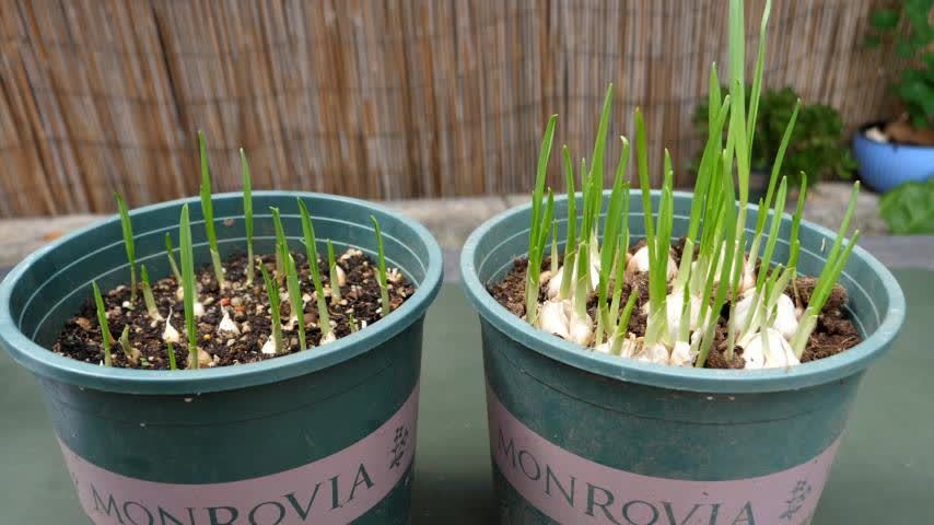 栽种大蒜两个方法,看看哪种冒芽快