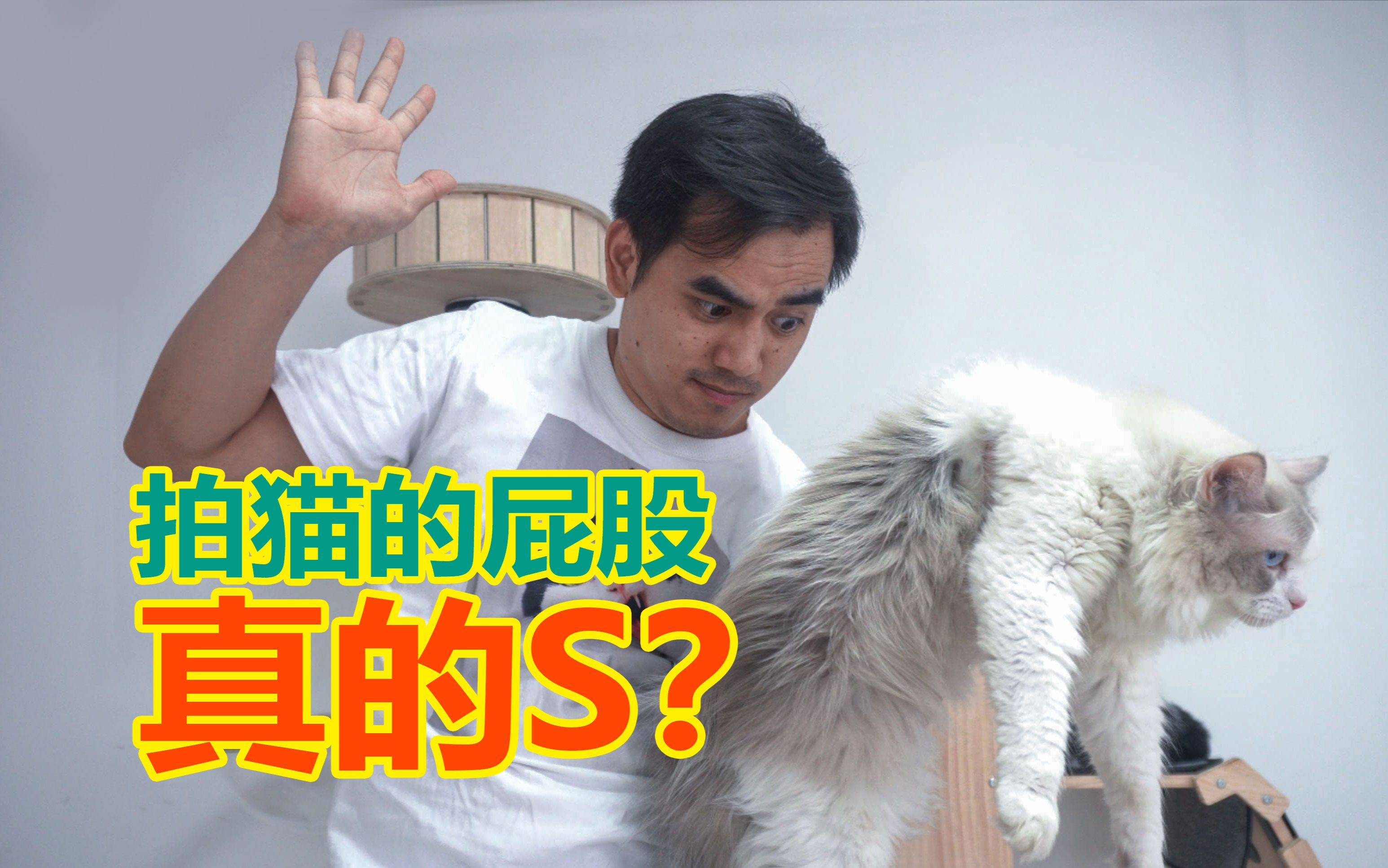 大场面 用7只猫测试 拍猫的屁股到底让它开心还是骂爹