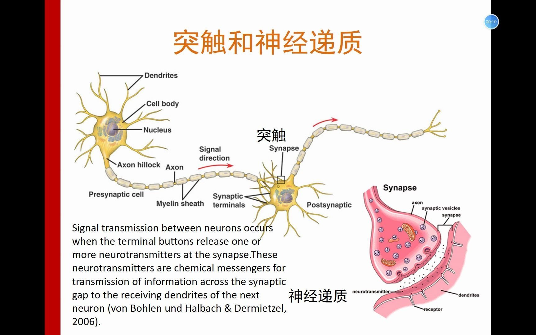 普通心理学20201027_100026-神经递质-神经系统