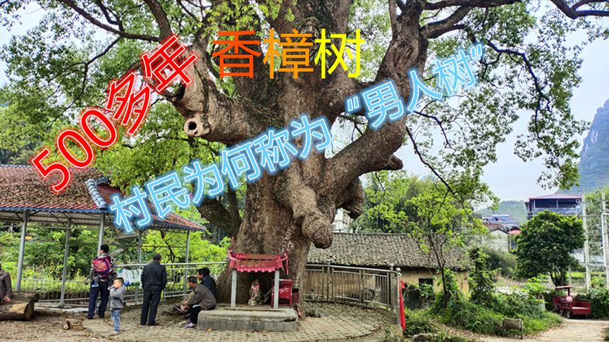 500多年历史的香樟树,长得稀奇古怪,村民却称它为“男人树”